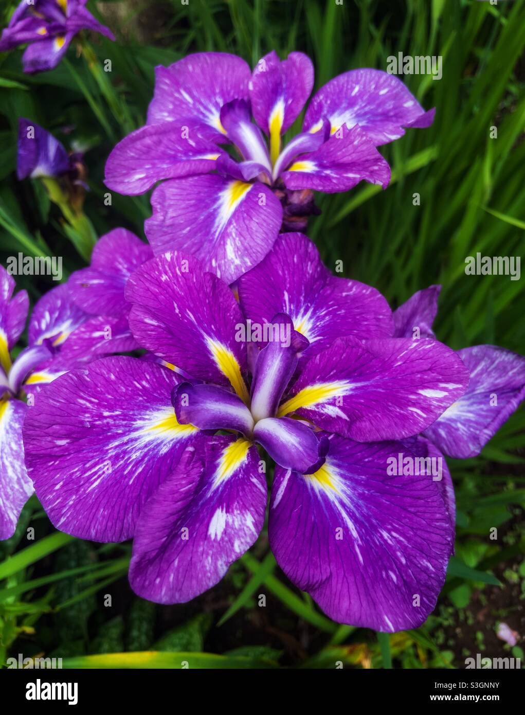 Japanese iris flower hi-res stock photography and images - Alamy
