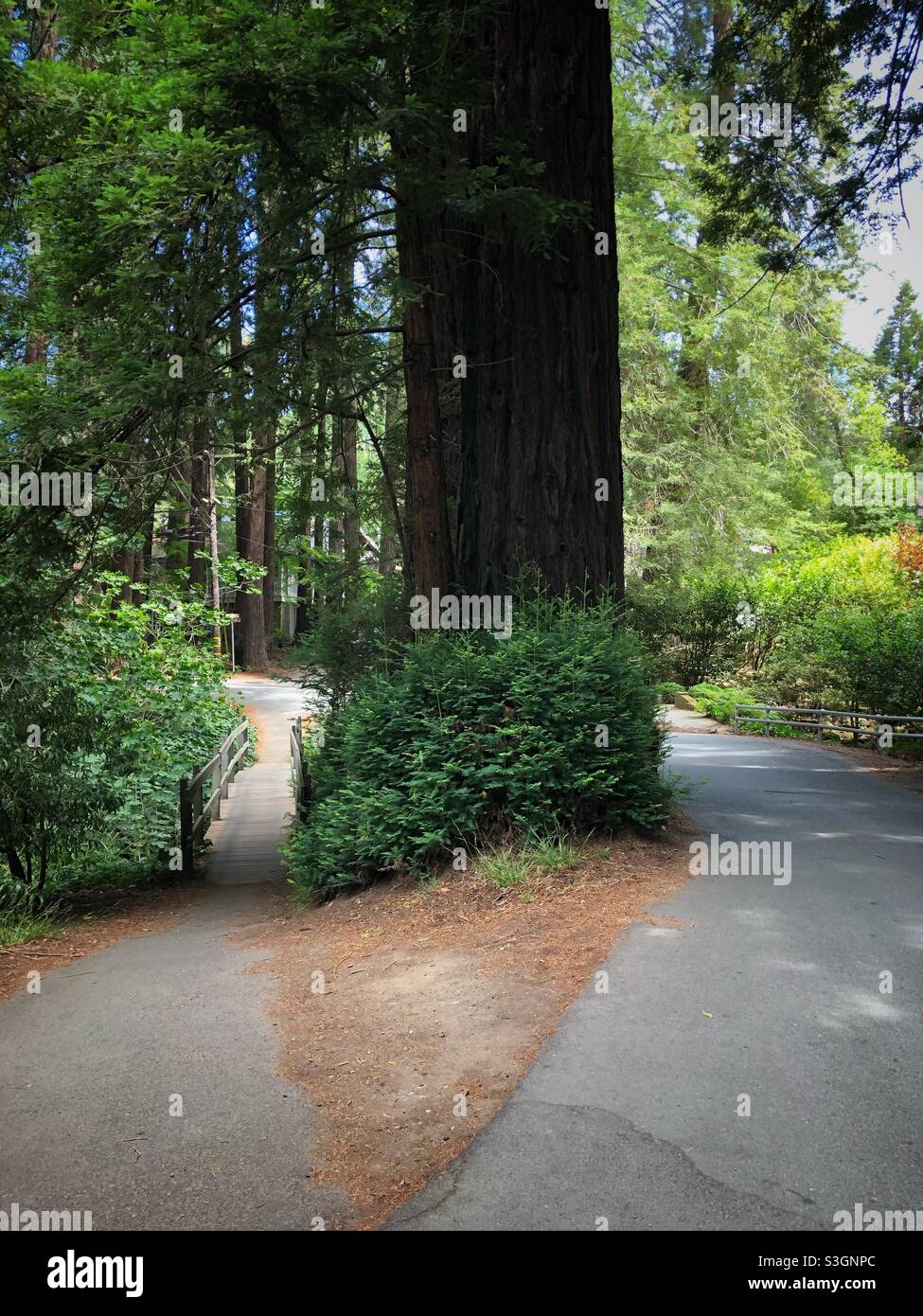 Redwood valley hi-res stock photography and images - Alamy