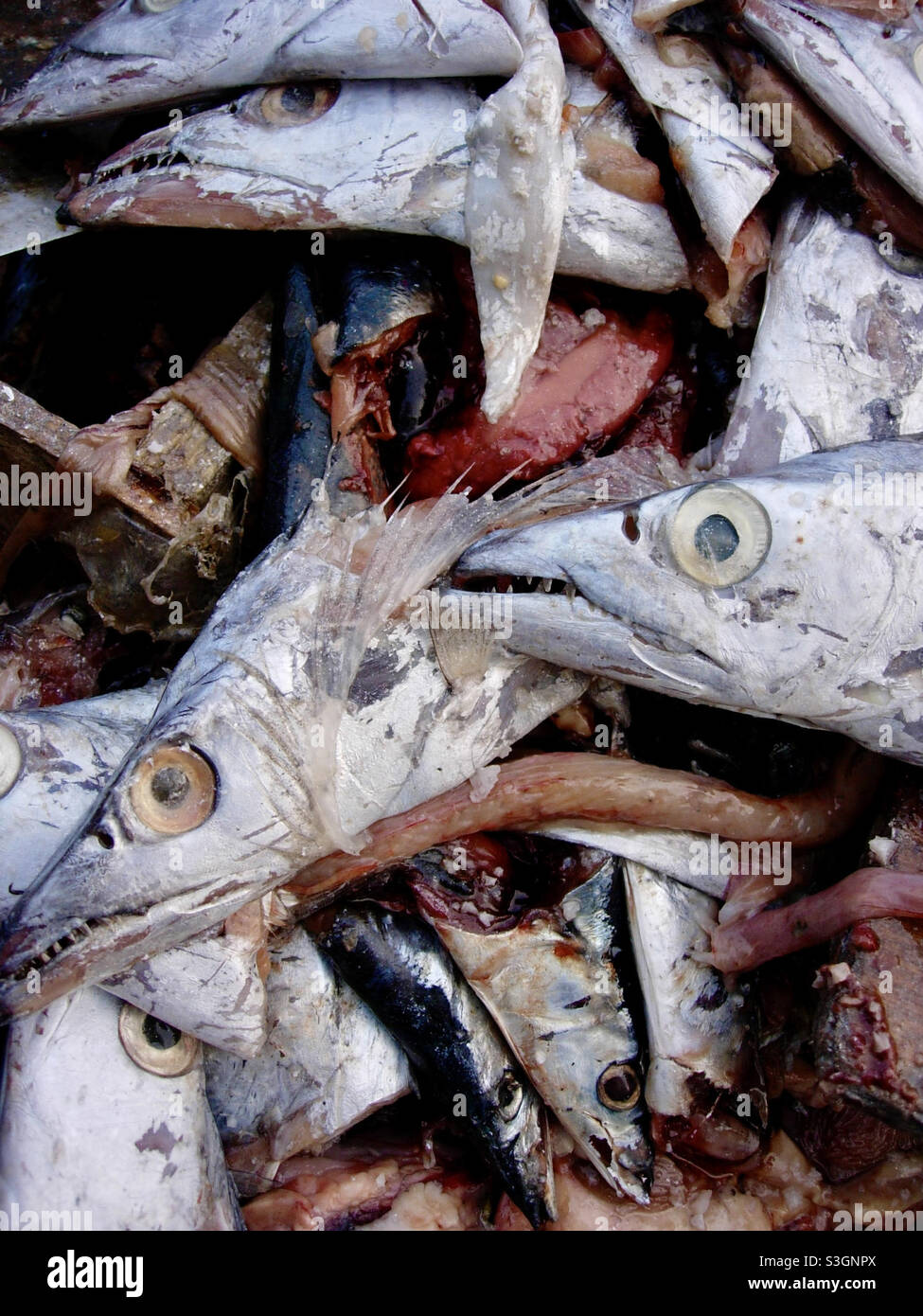 Fish fish heads hi-res stock photography and images - Alamy