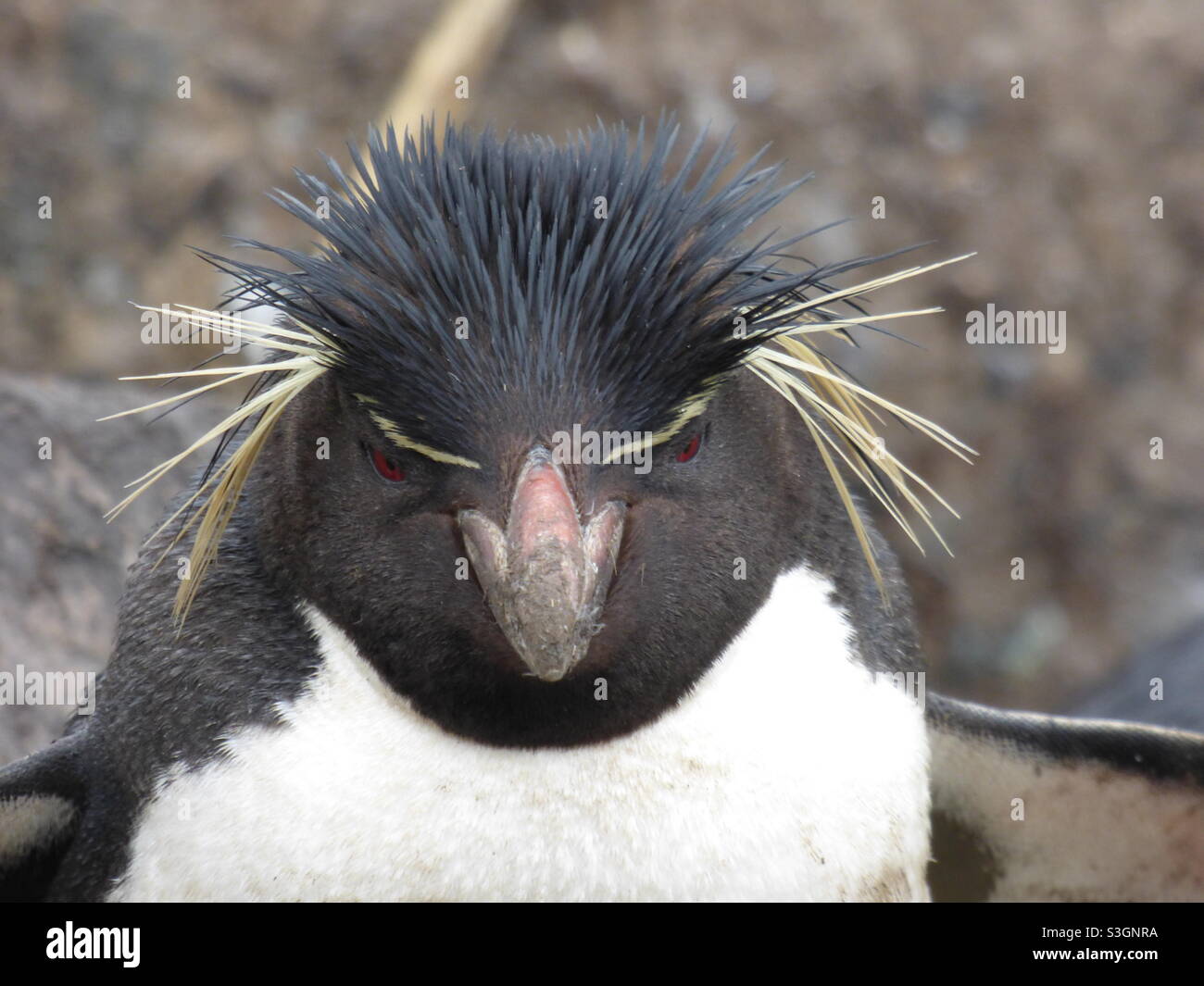 Rockhopper hi-res stock photography and images - Alamy