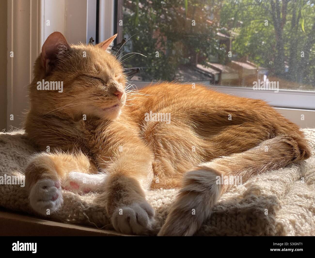 Orange cat hi-res stock photography and images - Alamy