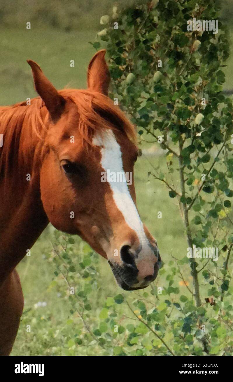 Arabian chestnut hi-res stock photography and images - Alamy