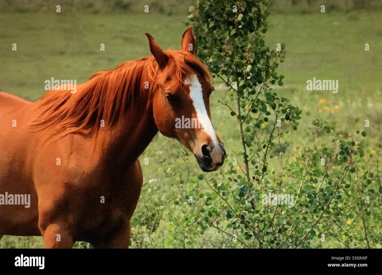 Arabian chestnut hi-res stock photography and images - Alamy
