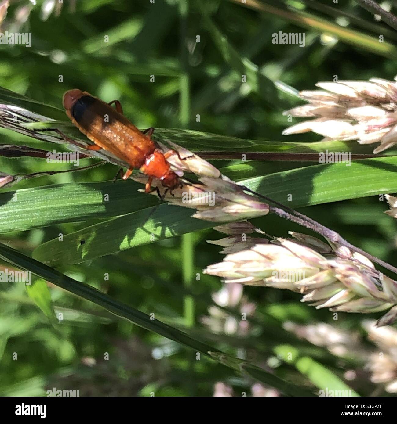 Insect nature norfolk hi-res stock photography and images - Alamy