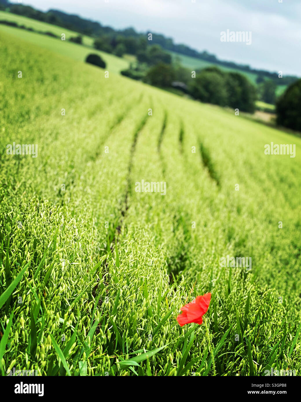 Walking poppy field hi-res stock photography and images - Alamy