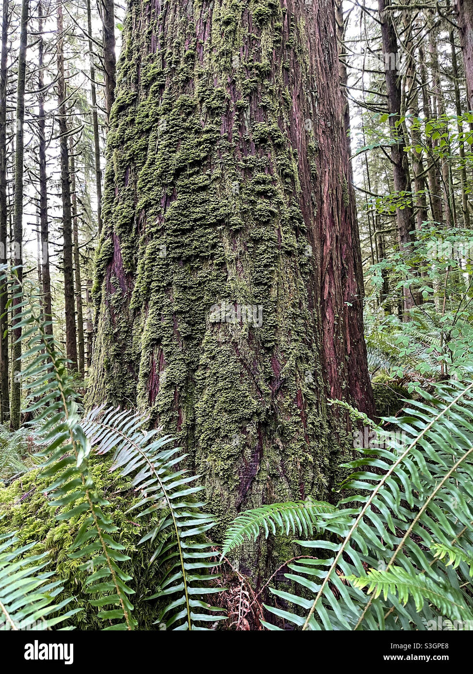 Tree part hi-res stock photography and images - Alamy