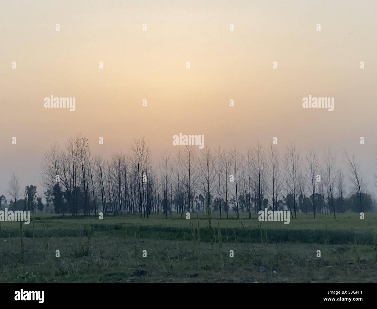 Undisturbed forests hi-res stock photography and images - Alamy