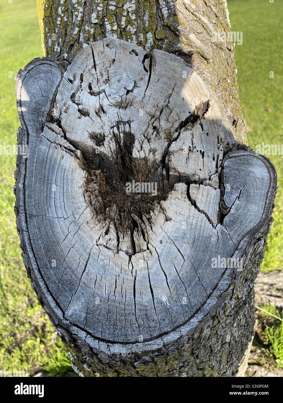 Bull face hi-res stock photography and images - Alamy