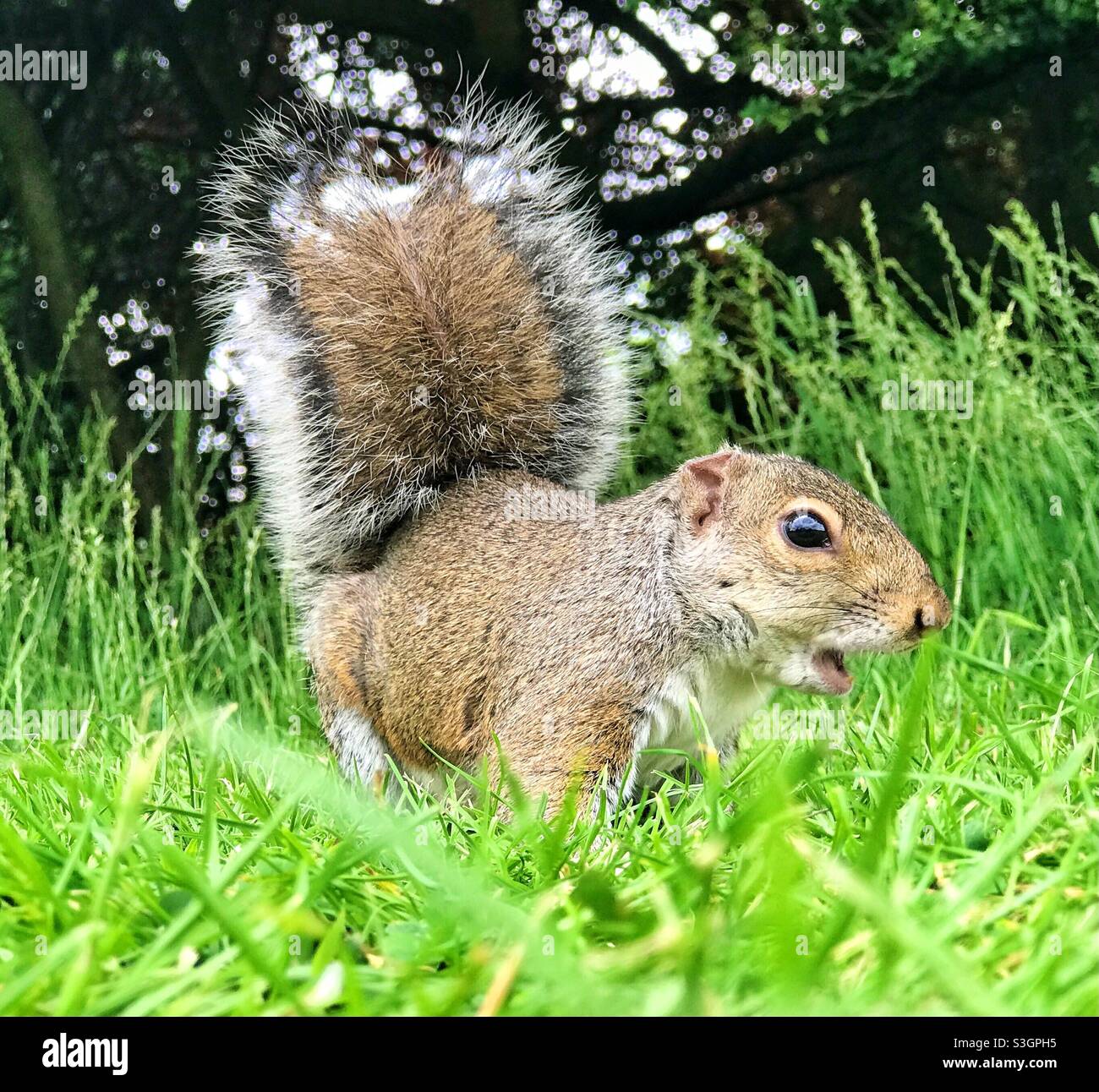 Surprised Squirrel High Resolution Stock Photography and Images - Alamy