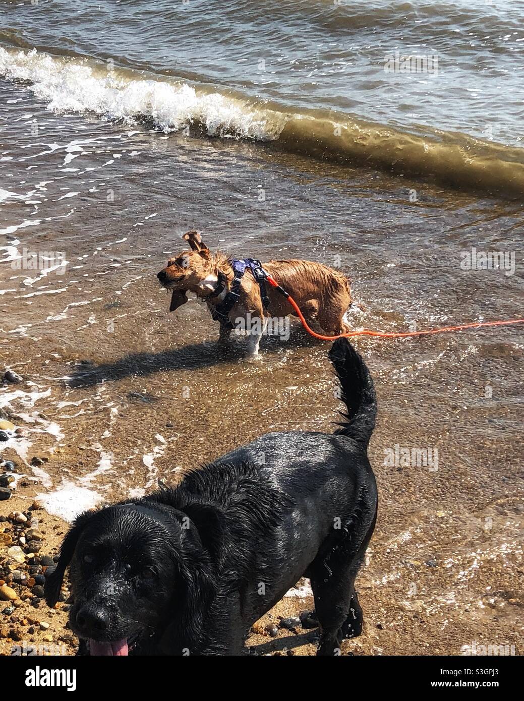 Two dogs swimming hi-res stock photography and images - Alamy