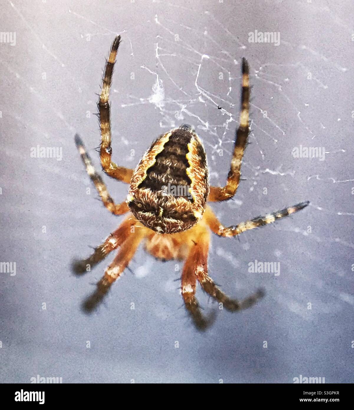 Spider in his Cobweb Stock Photo - Alamy