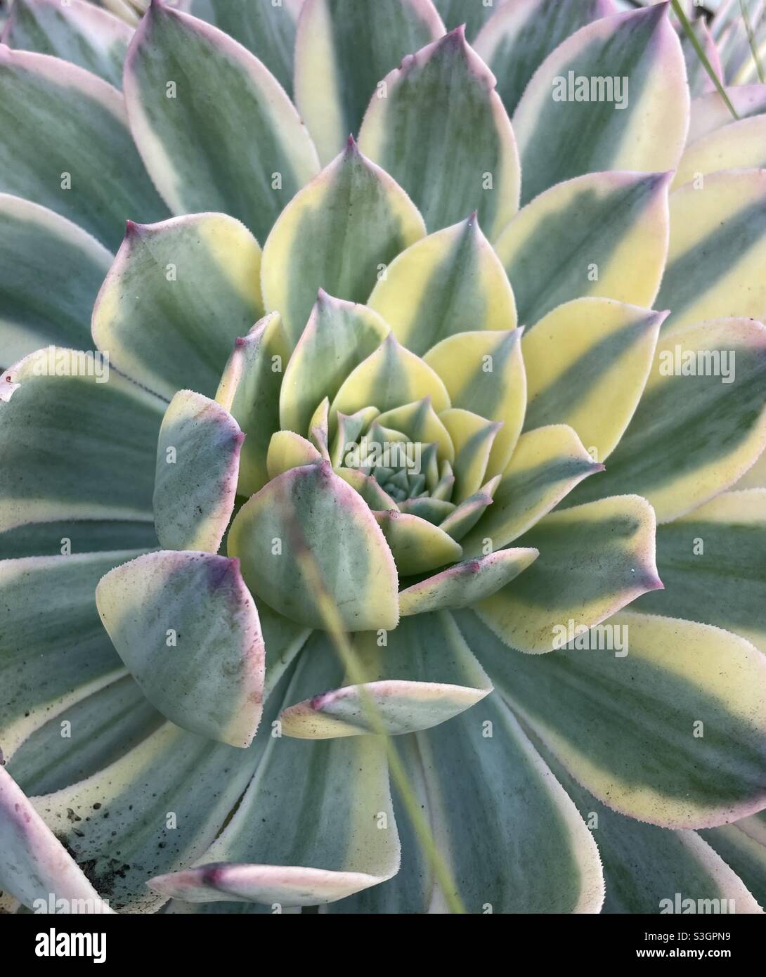 Full background of succulent Stock Photo - Alamy