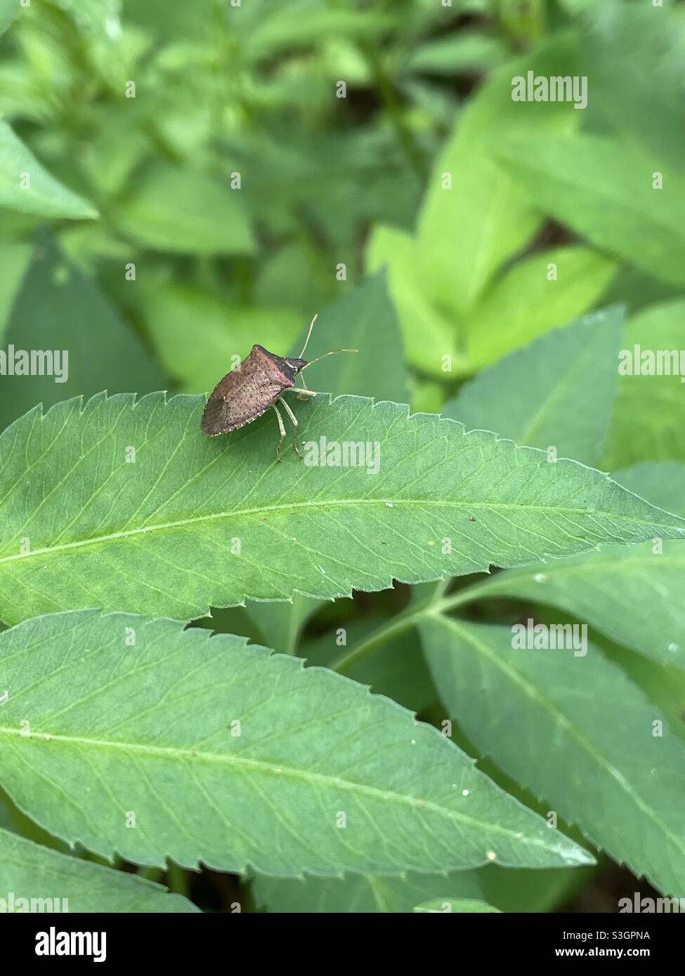 Forest shield bug hi-res stock photography and images - Alamy
