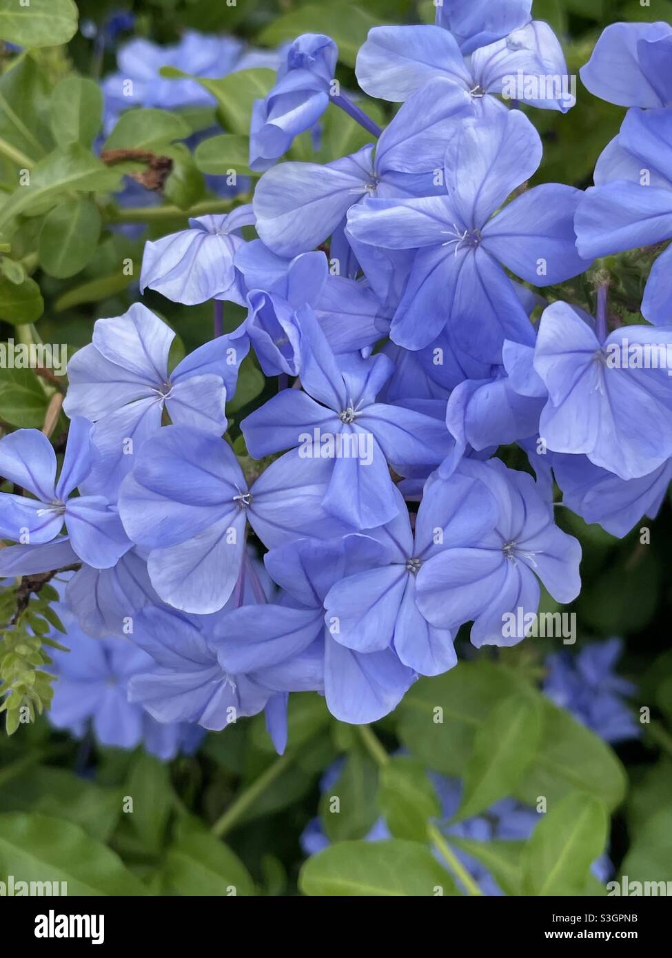 Purple plumbago flowers Stock Photo - Alamy