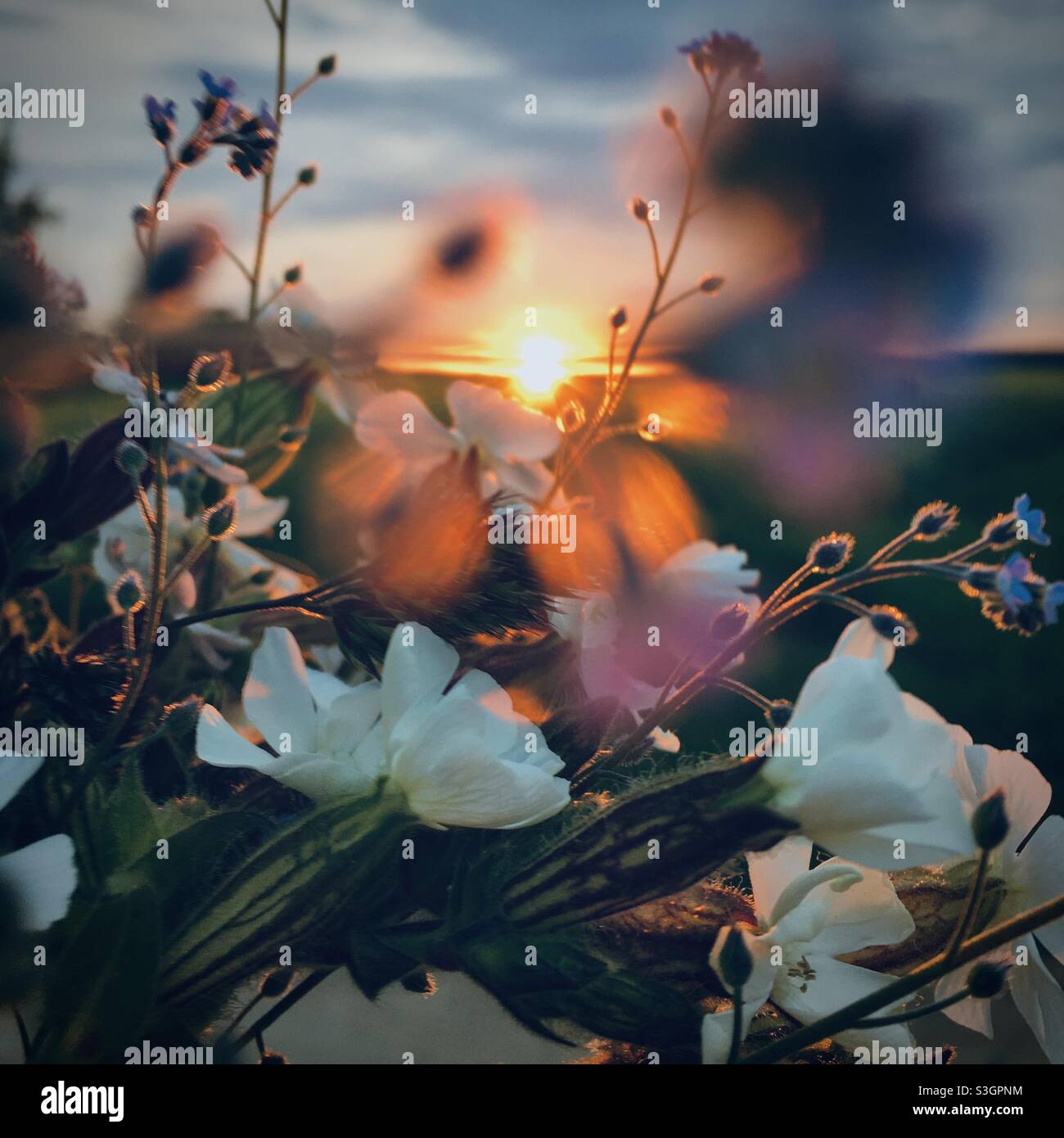 Colorful wildflowers bouquet on the golden sunset sky background Stock ...