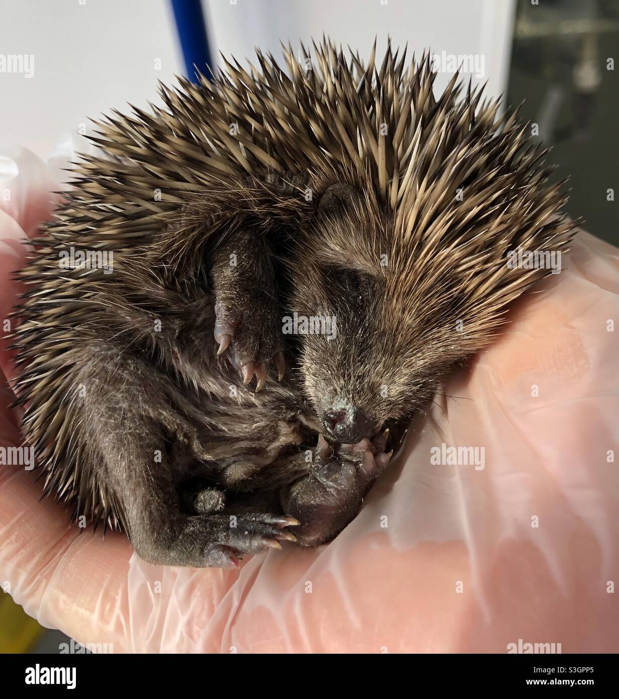 Hoglet hi-res stock photography and images - Alamy
