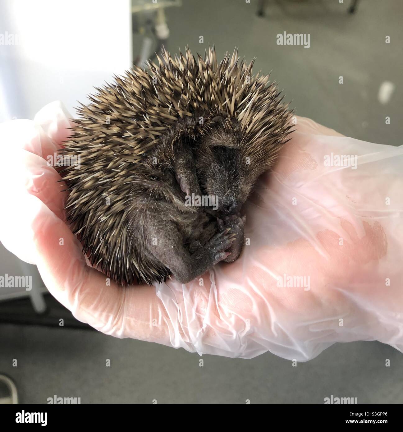 Baby Hedgehog High Resolution Stock Photography and Images - Alamy
