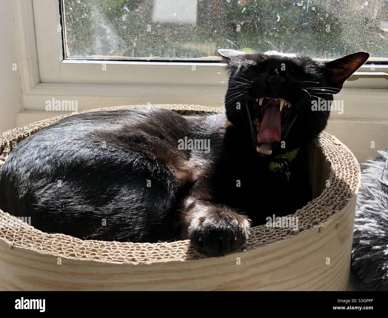 Tired cat hi-res stock photography and images - Alamy