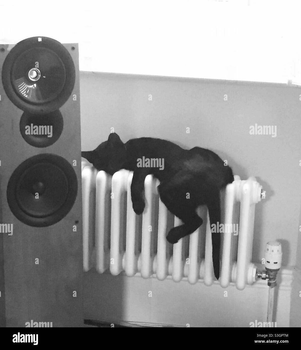 Black cat snoozing hi-res stock photography and images - Alamy