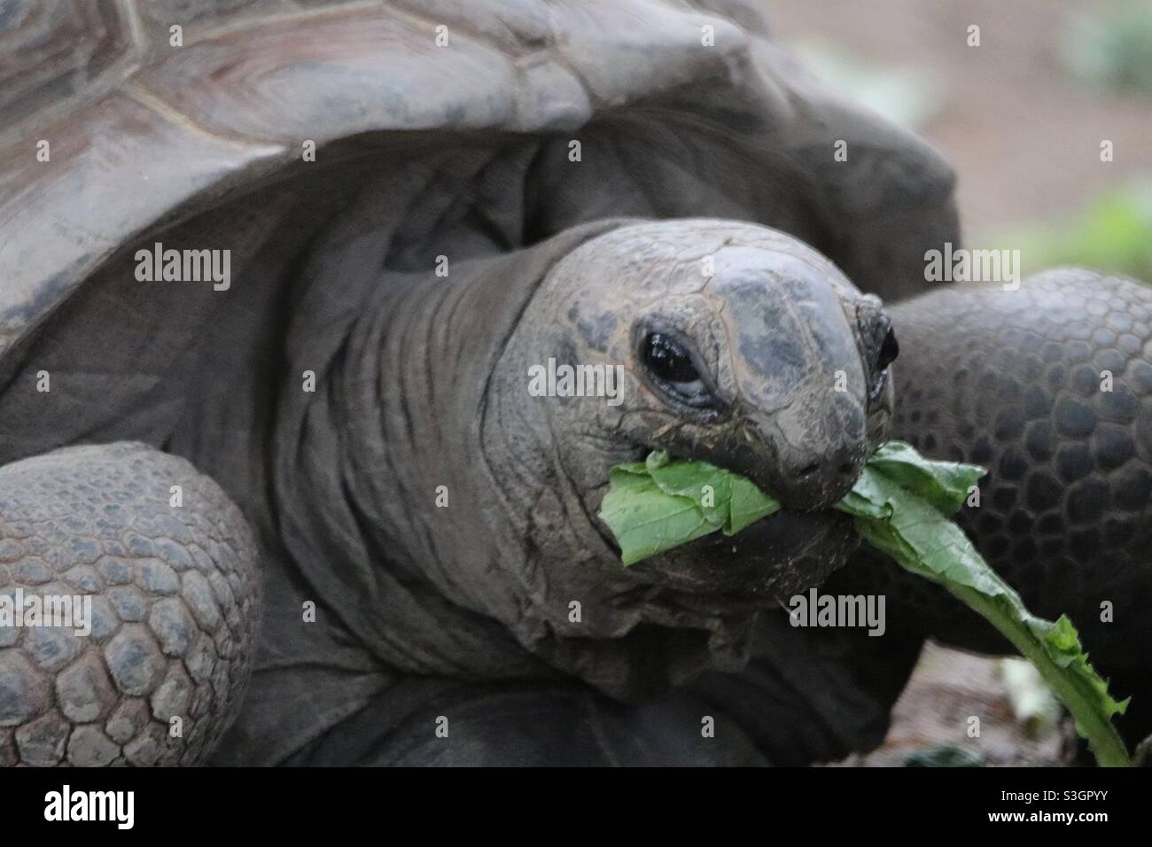 Turtle eating lettuce Stock Photo - Alamy
