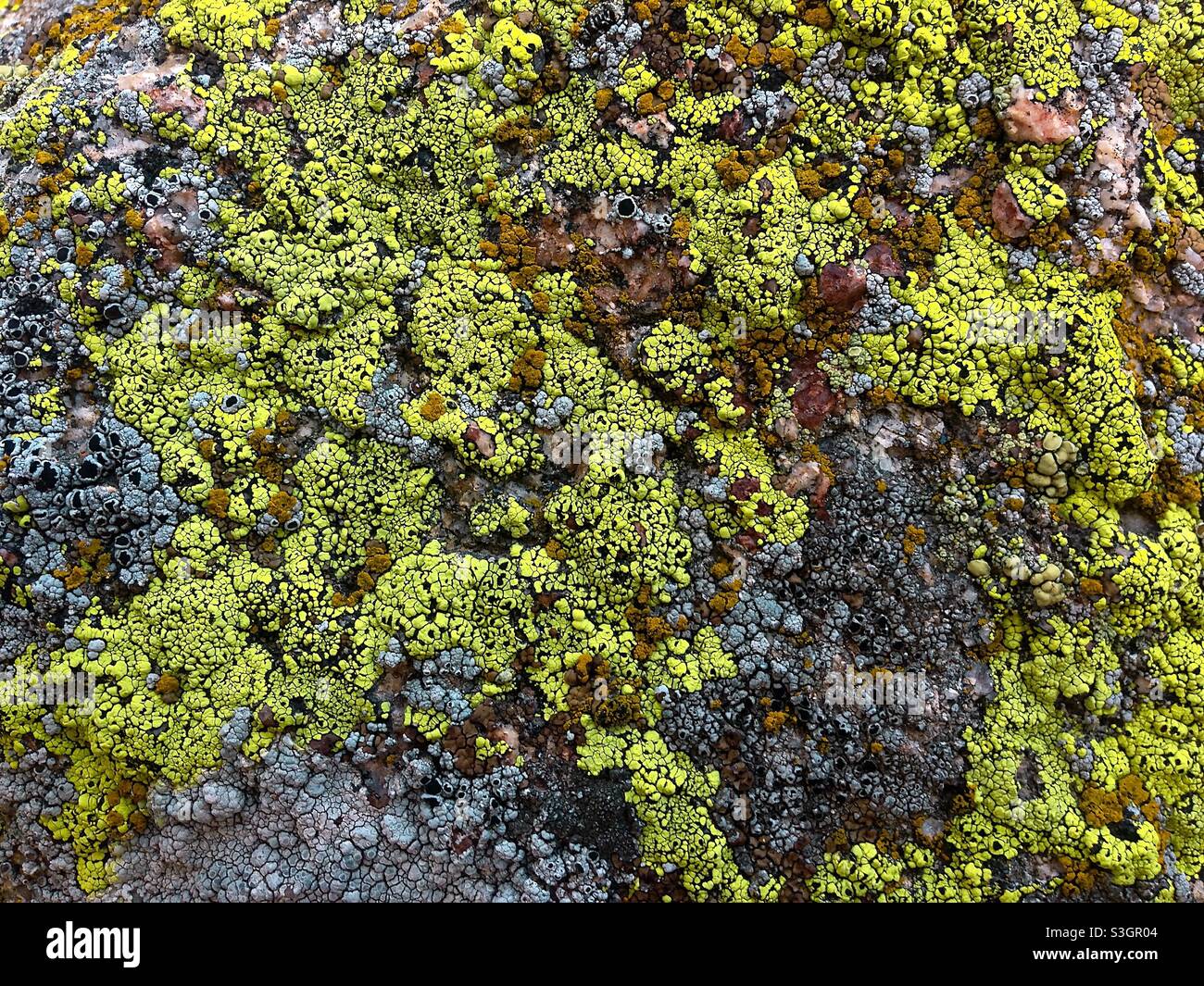 Best lichen pattern hi-res stock photography and images - Alamy