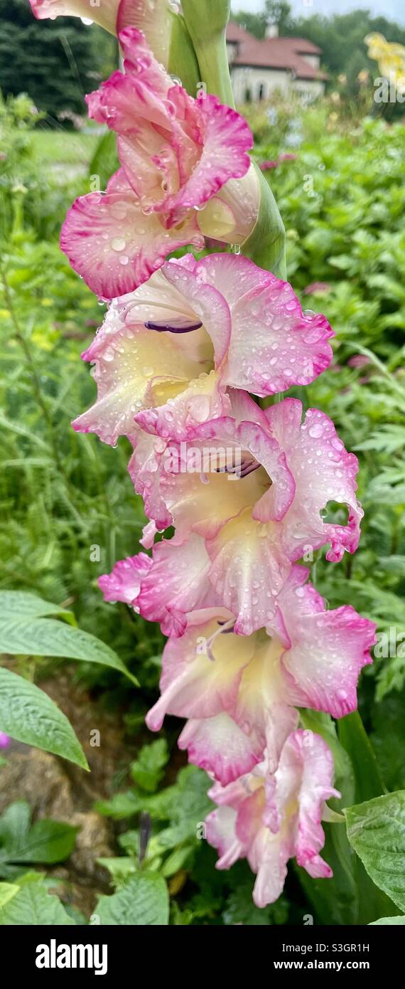 Pink and white gladiolus hi-res stock photography and images - Alamy