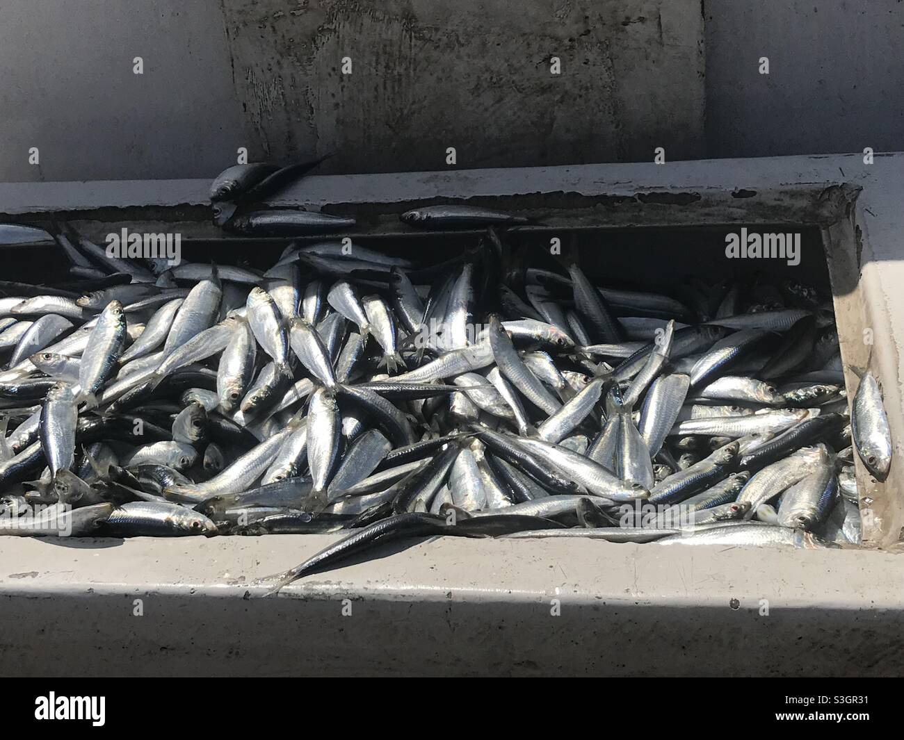 Temporary stored fish in a container while transporting to a far ...