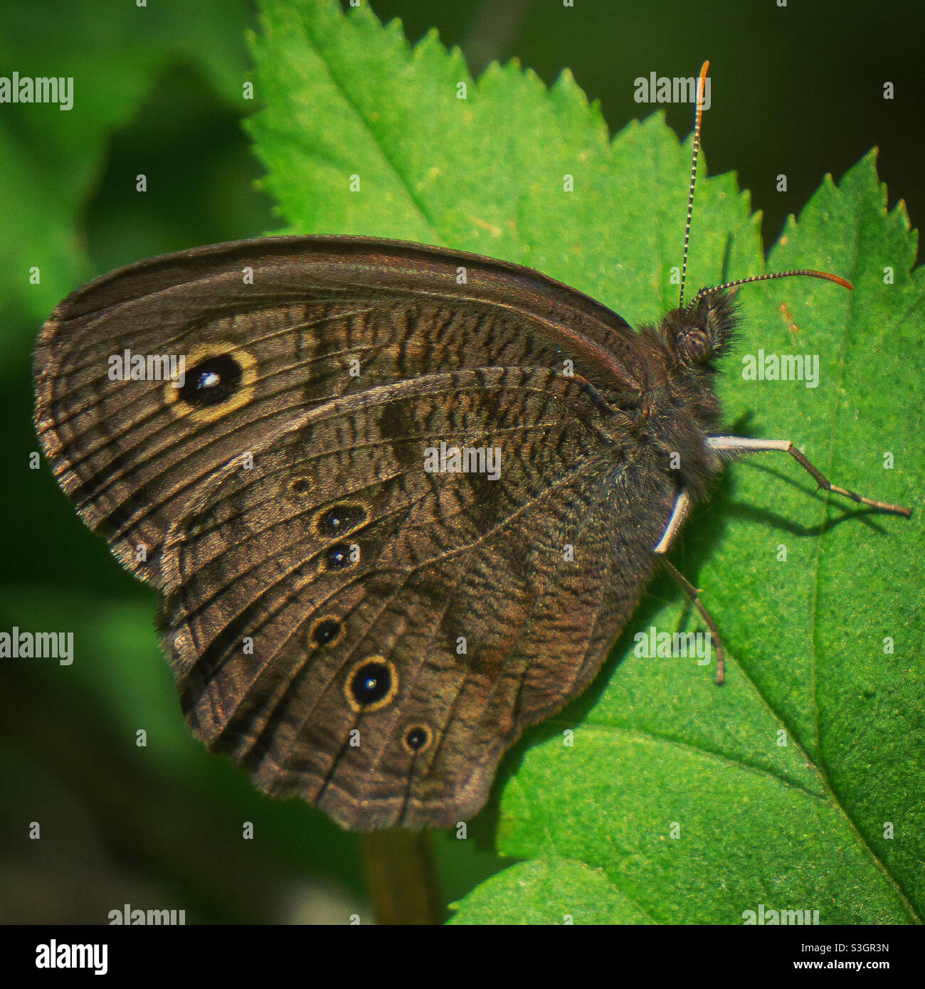 Common wood nymph hi-res stock photography and images - Alamy
