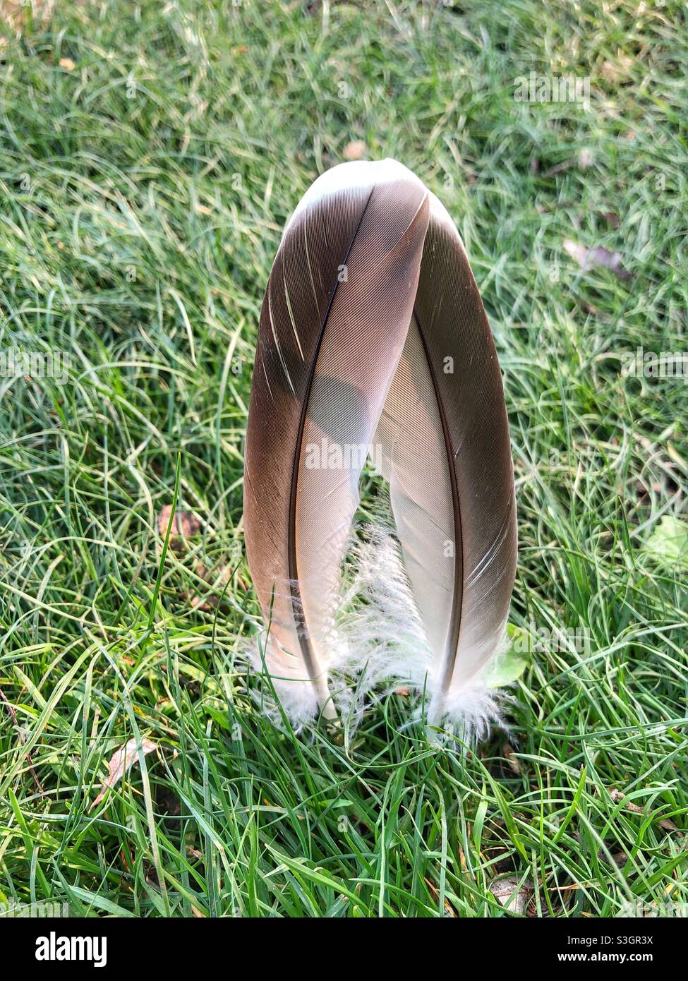 Two feathers standing upright in the ground Stock Photo - Alamy