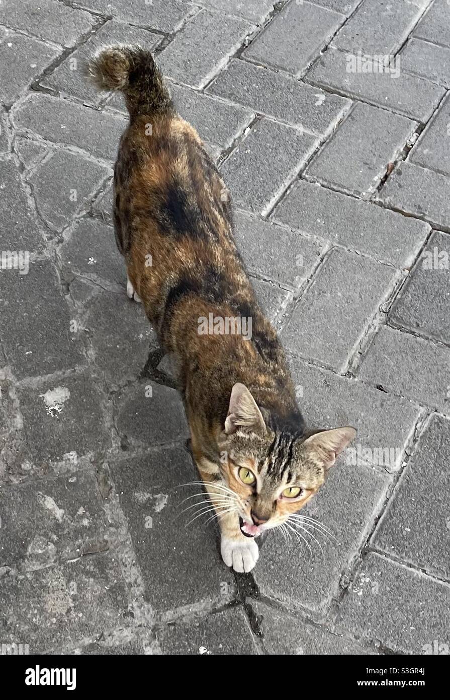 Angry animal hi-res stock photography and images - Alamy