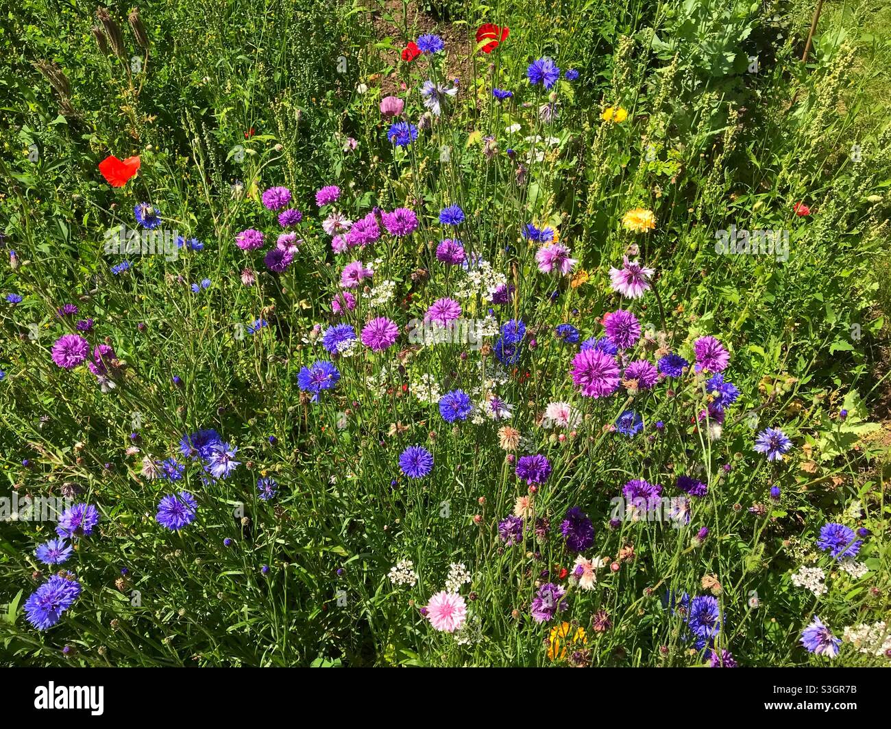 Wildflower patch on a garden allotment UK July 2021 Stock Photo - Alamy