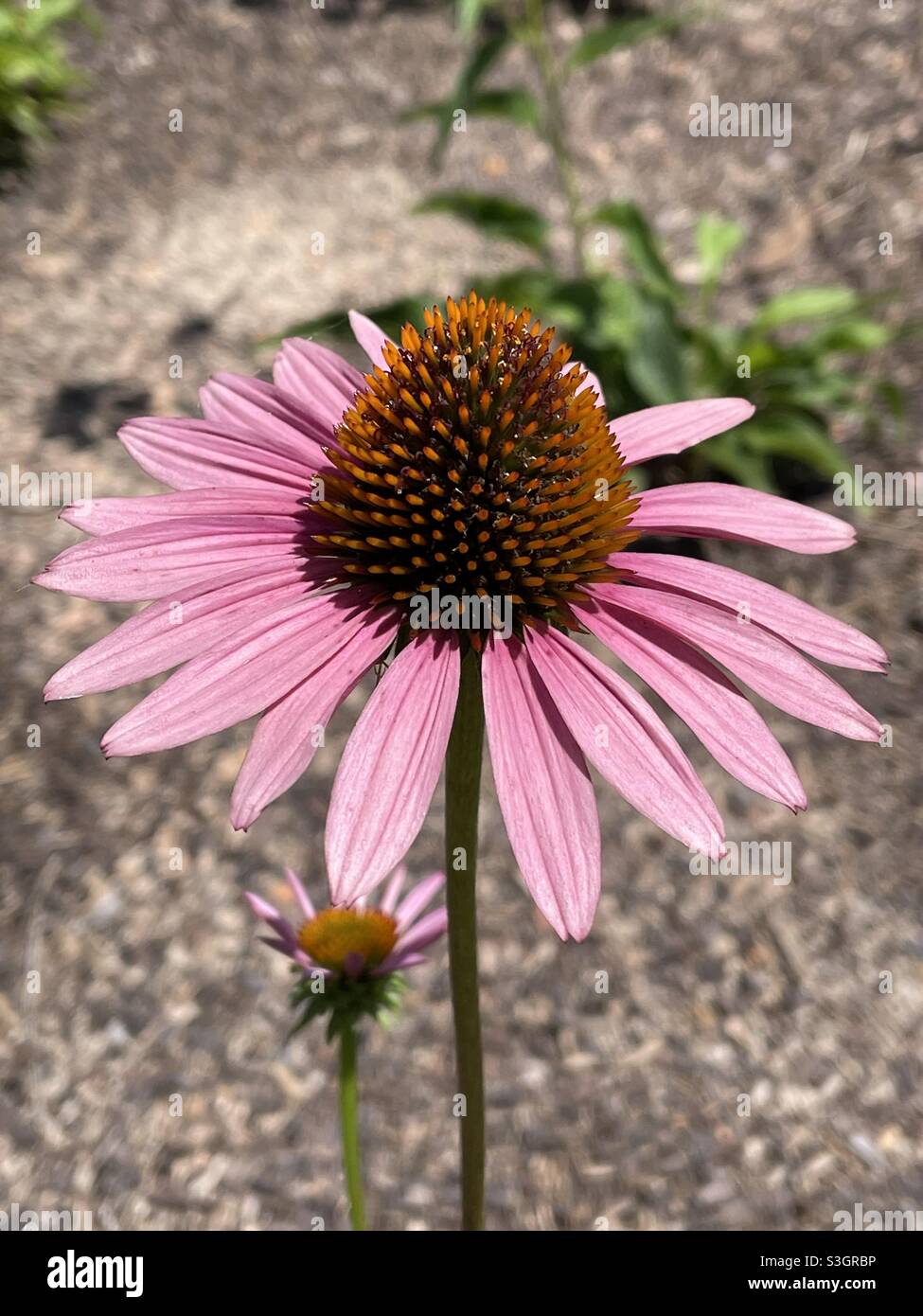 Closeup of pink and orange coneflower Stock Photo - Alamy