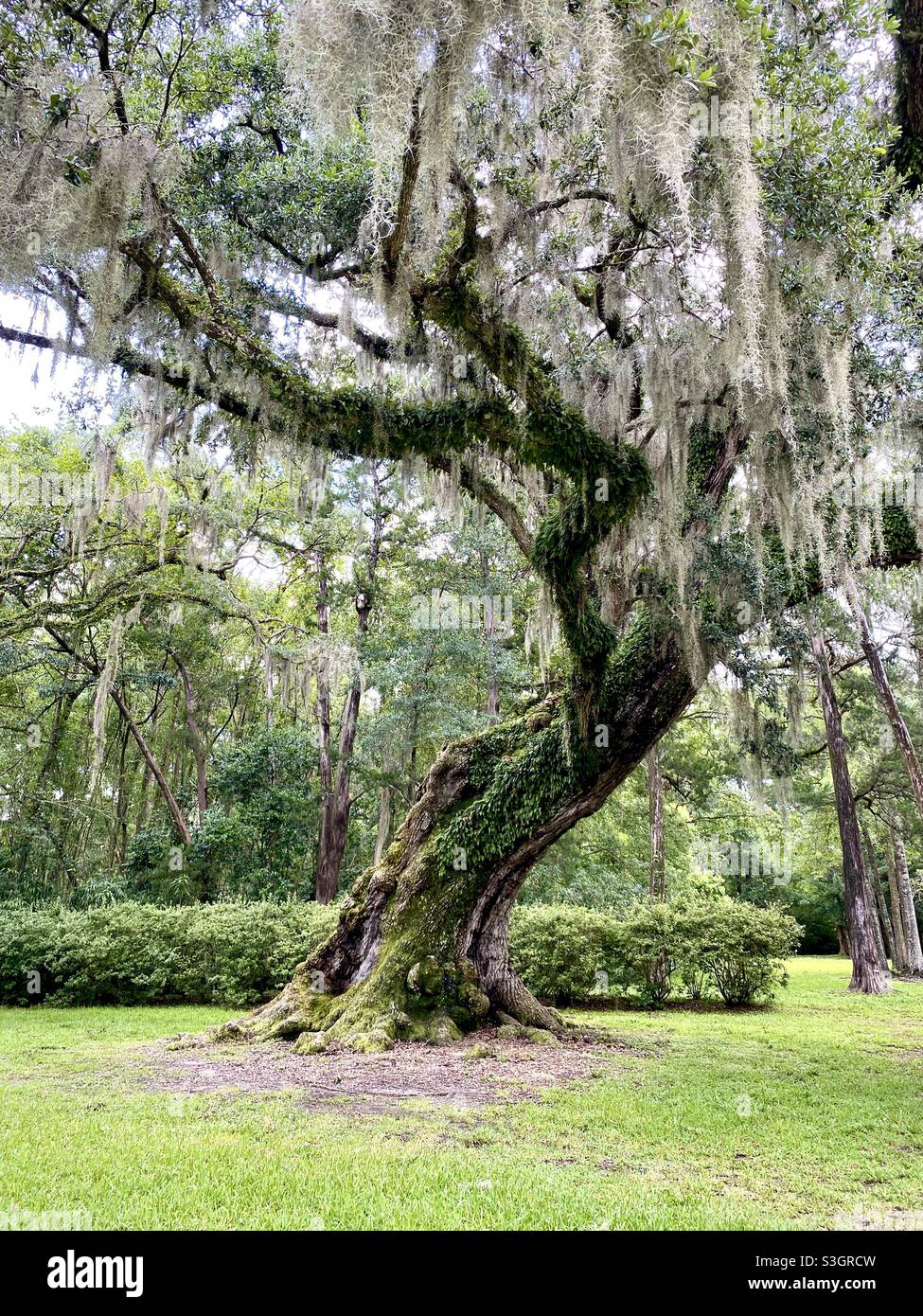 300 year old oak tree hi-res stock photography and images - Alamy
