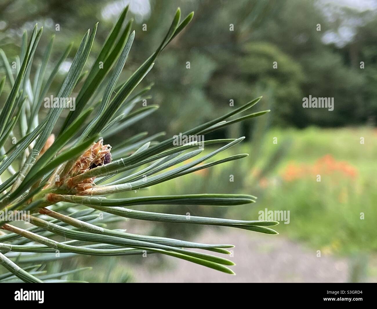 Male pine cone hi-res stock photography and images - Alamy