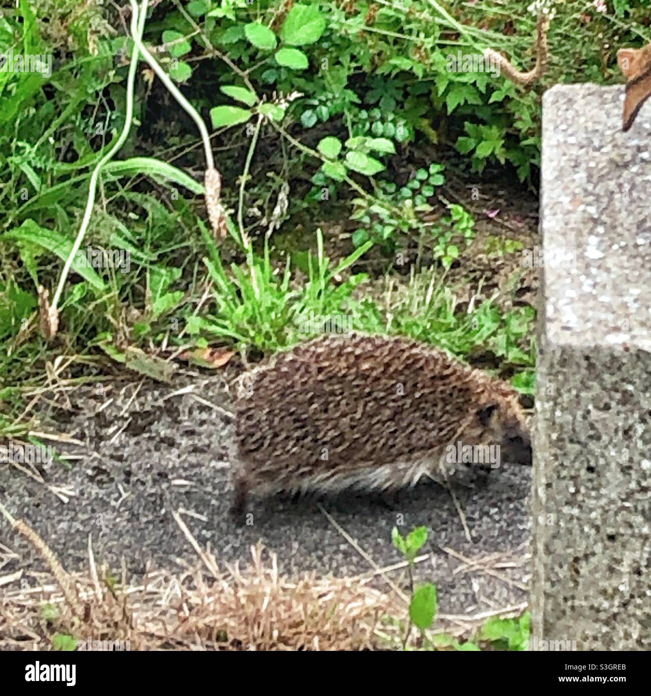 Hedgehog cottage garden hi-res stock photography and images - Alamy
