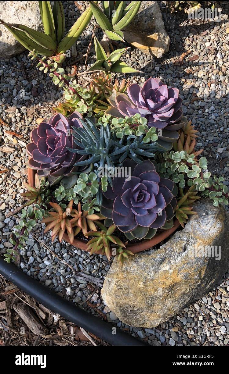 Succulents with stones hi-res stock photography and images - Alamy