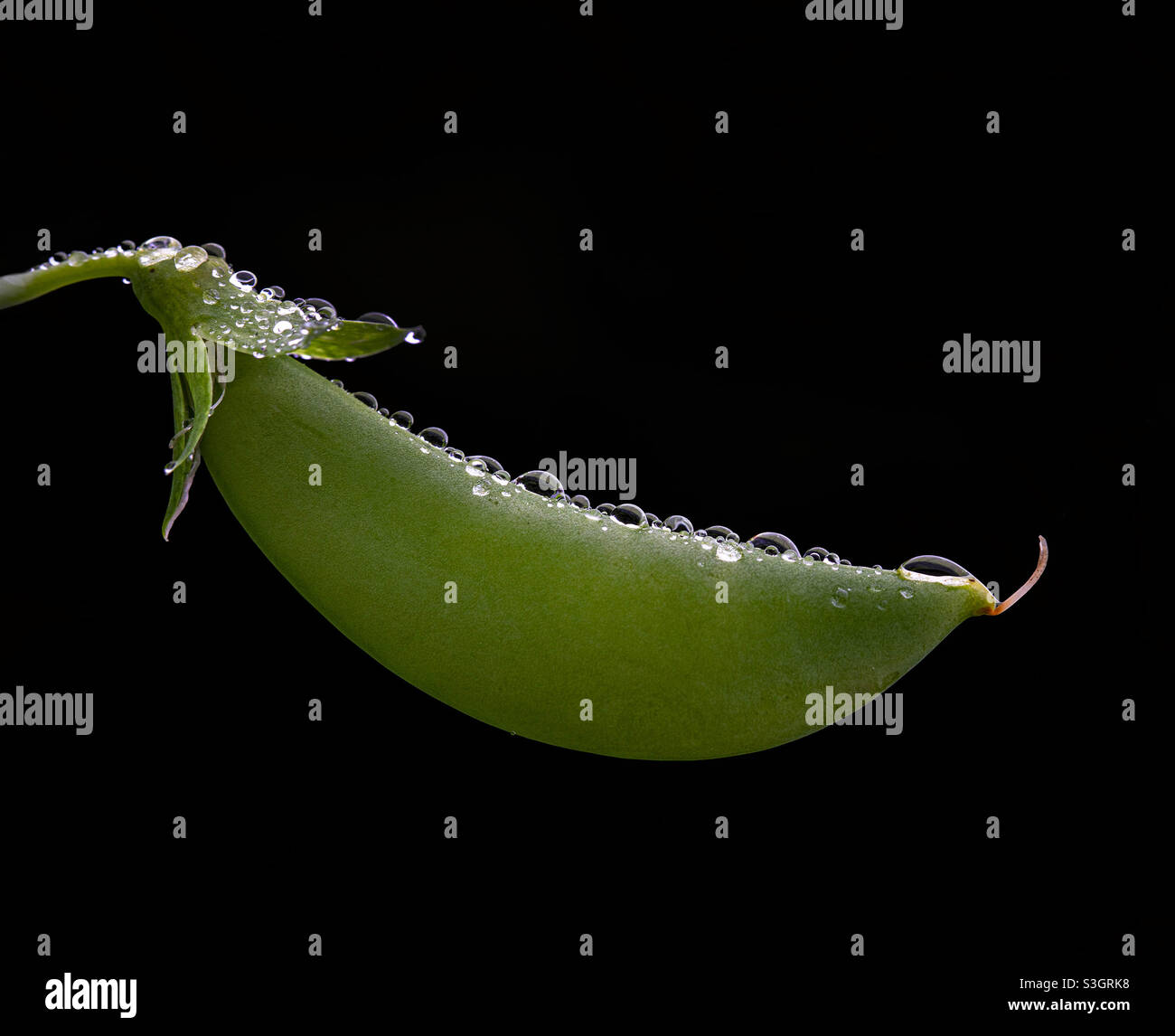Snap pea hi-res stock photography and images - Alamy