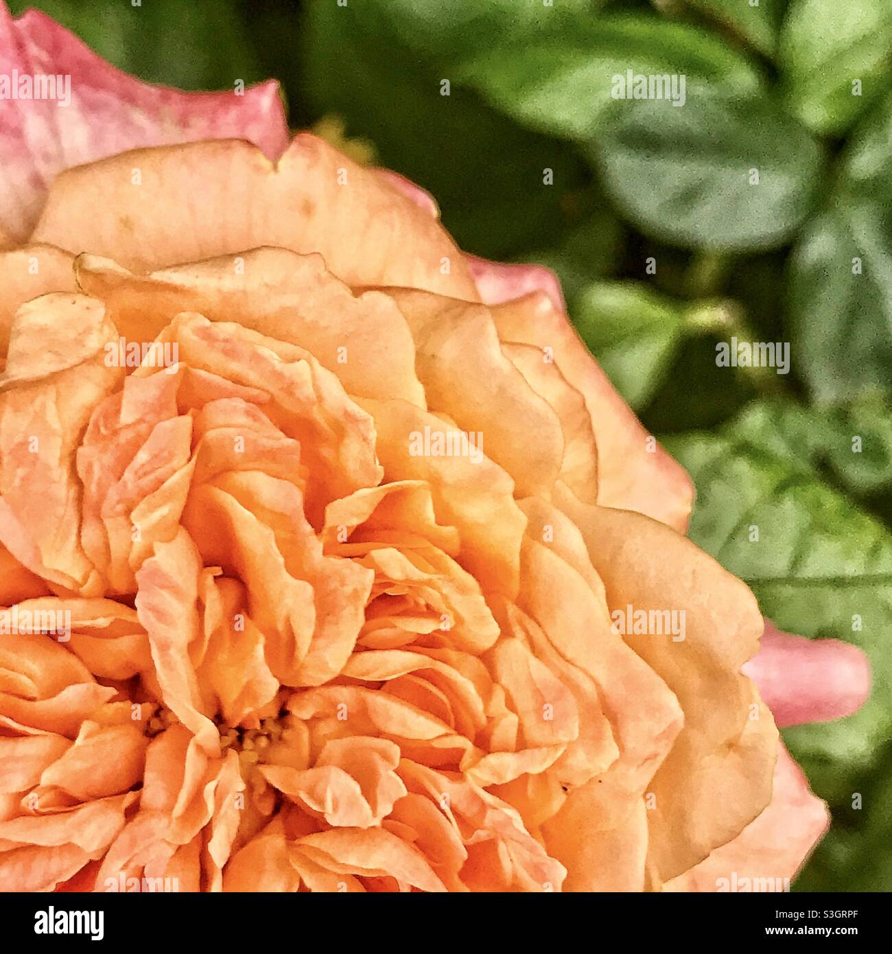 Julia rosa hi-res stock photography and images - Alamy