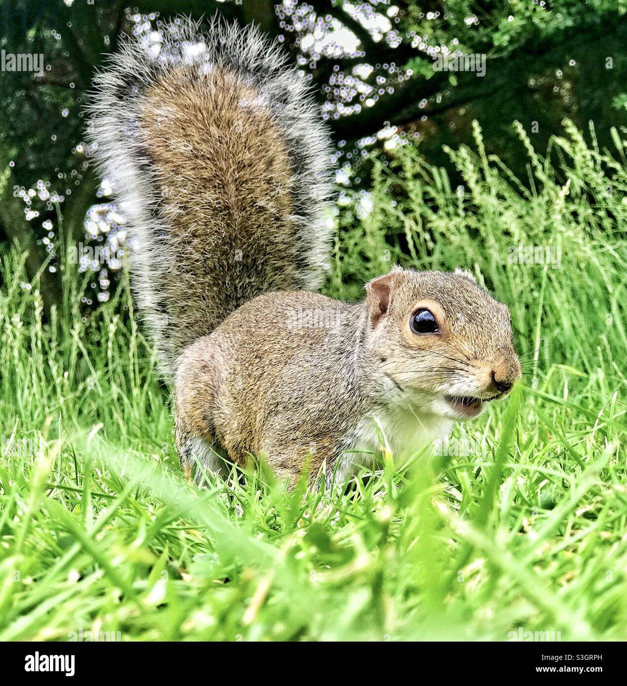 Squirrel in undergrowth hi-res stock photography and images - Alamy