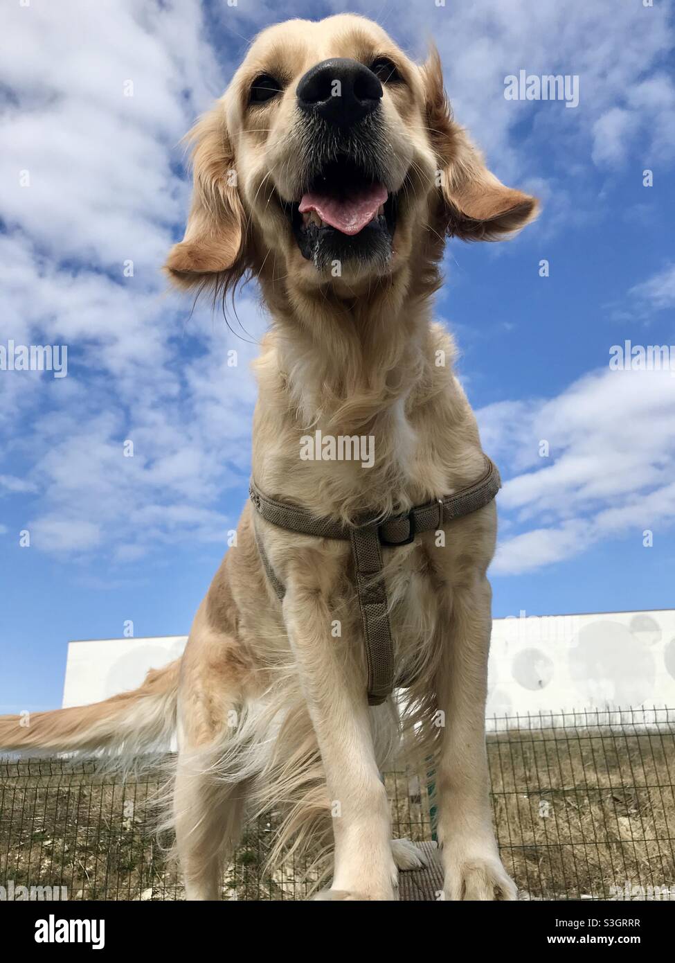 Golden sky pet hi-res stock photography and images - Alamy