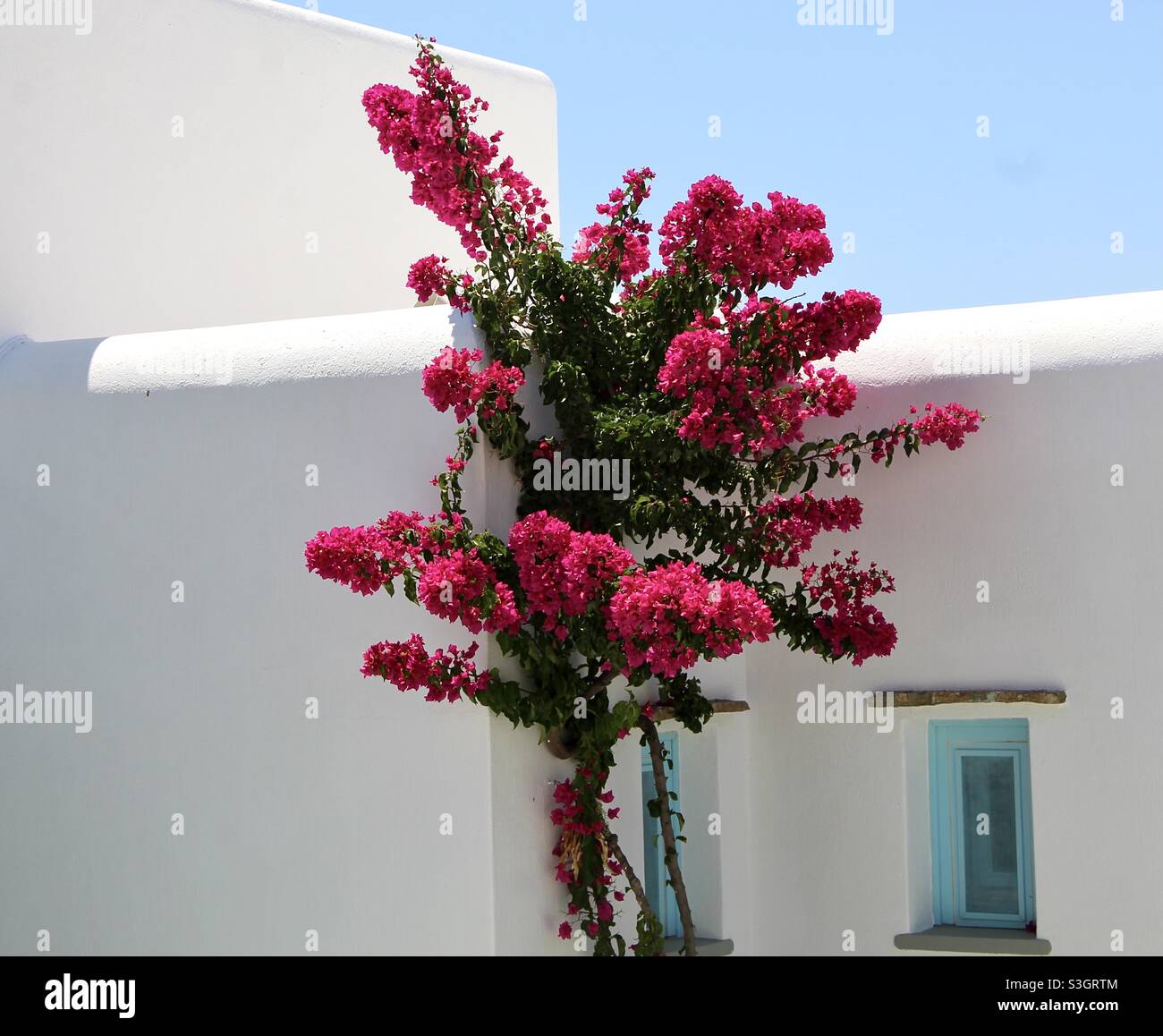 Bougainvillea bush hi-res stock photography and images - Alamy