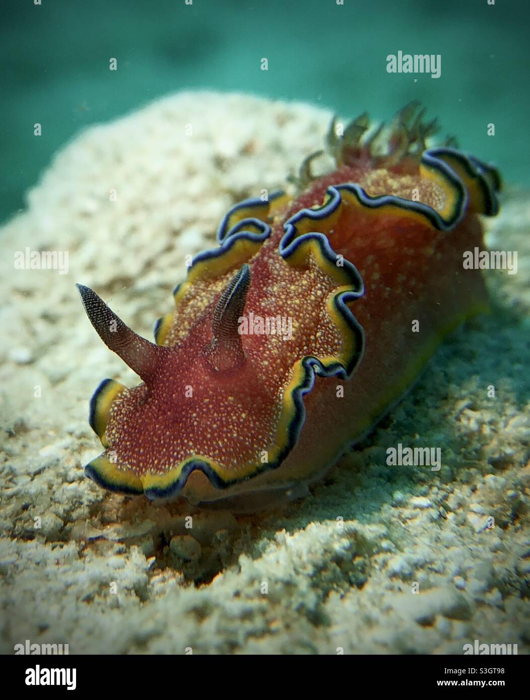 Nudibranch and coral hi-res stock photography and images - Alamy