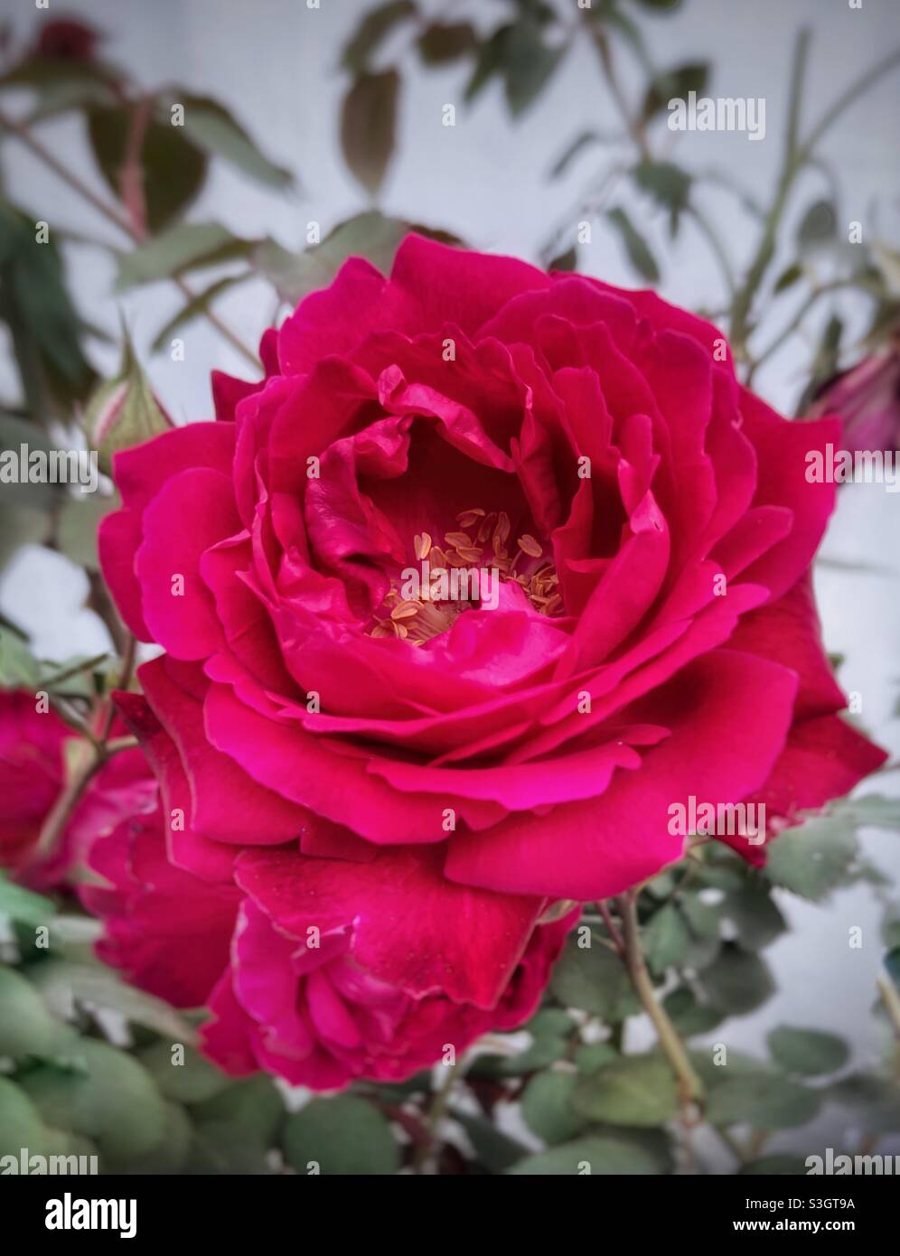 Inside rose petals hi-res stock photography and images - Alamy