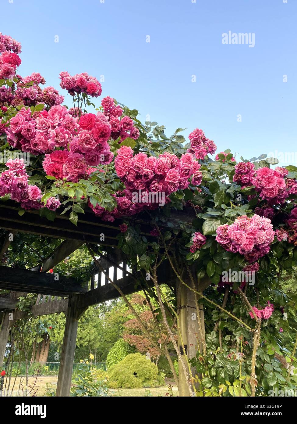 Rose arch hi-res stock photography and images - Alamy