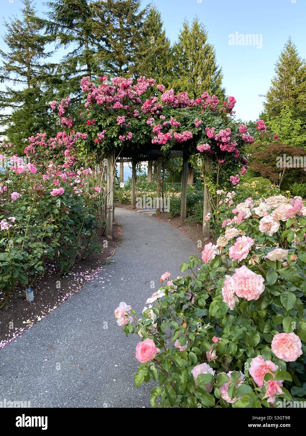 Park arch rose hi-res stock photography and images - Alamy