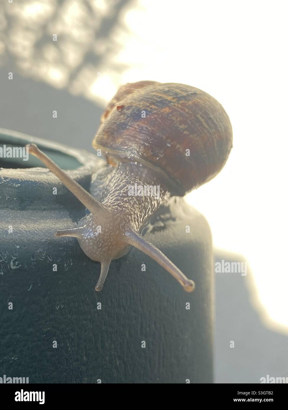 Slimy insect hi-res stock photography and images - Alamy