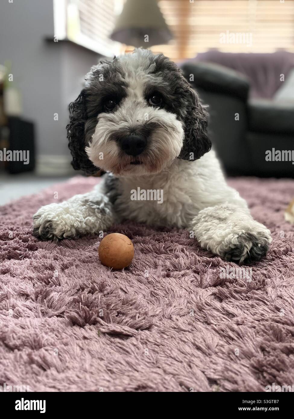 Black cockapoo hi-res stock photography and images - Alamy