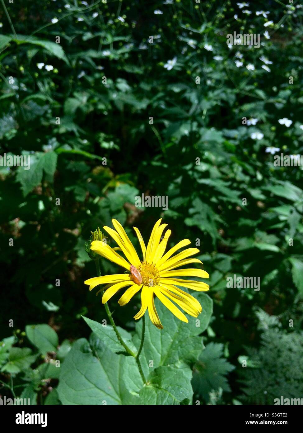 Single Doronicum flower or leopards bane in natural habitat, Rila ...