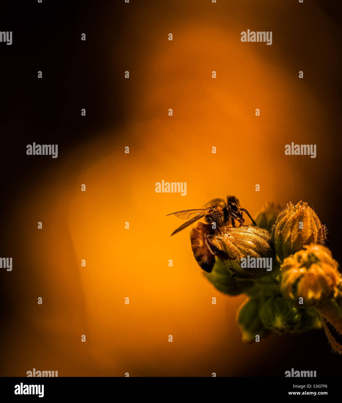 Honey bee in the glow of morning under the canopy of a cherry tree as ...