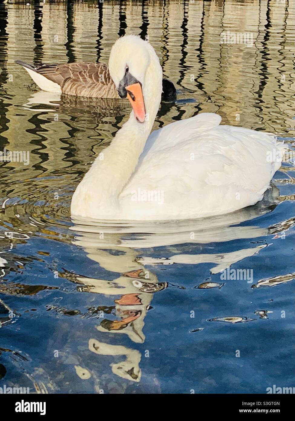 Swan cleaning itself Stock Photo - Alamy